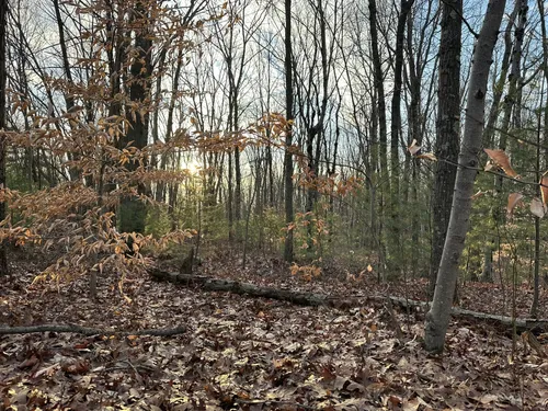 10 Best Forest Trails in Meshomasic State Forest | AllTrails