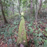 Morelia Walking Track, Queensland, Australia - 256 Reviews, Map | AllTrails