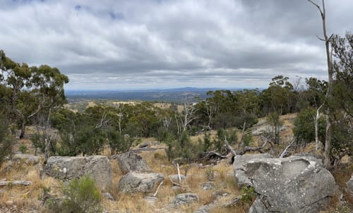 2023 Best 10 Forest Trails in Mount Alexander Regional Park | AllTrails