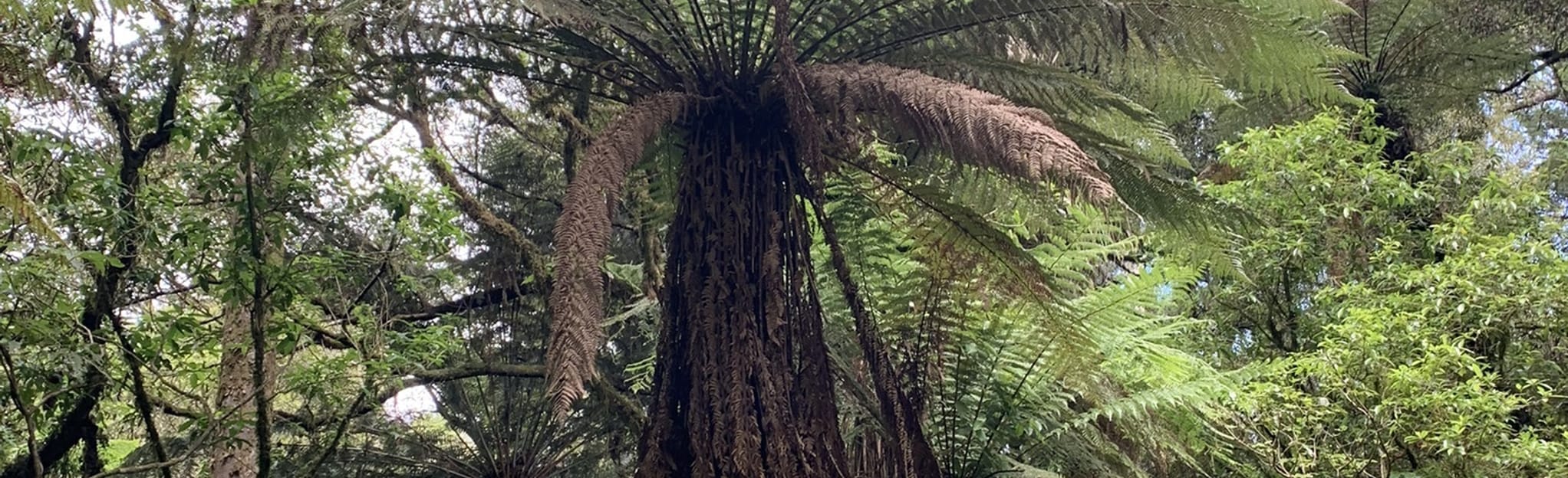 Pureora Totara Walk, Waikato, New Zealand - 4 Reviews, Map | AllTrails