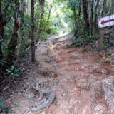 Mount Ishikawa Loop, Okinawa, Japan - 216 Reviews, Map | AllTrails