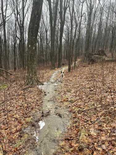 10 Best Hikes and Trails in Roaring Run Natural Area | AllTrails