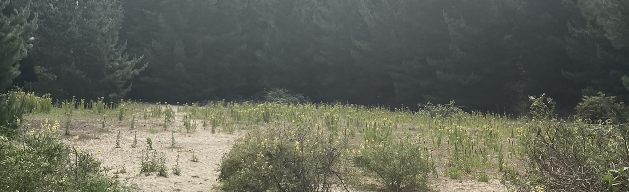 Bottle Lake Green Track Loop: 47 Reviews, 36 Photos, Map - Canterbury ...