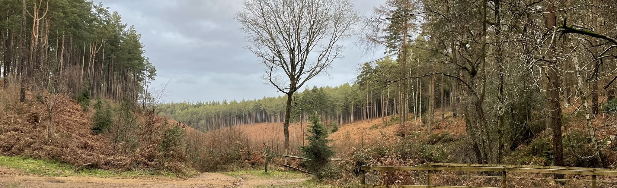 Hurtwood, Holmbury Hill, Pitch Hill, and Winterfold Wood Circular ...