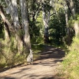 Gresswell Forest Loop, Victoria, Australia - 300 Reviews, Map | AllTrails