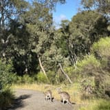 Gresswell Forest Loop, Victoria, Australia - 300 Reviews, Map | AllTrails