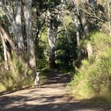 Gresswell Forest Loop, Victoria, Australia - 300 Reviews, Map | AllTrails