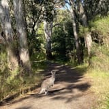 Gresswell Forest Loop, Victoria, Australia - 309 Reviews, Map | AllTrails