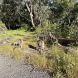 Gresswell Forest Loop, Victoria, Australia - 309 Reviews, Map | AllTrails