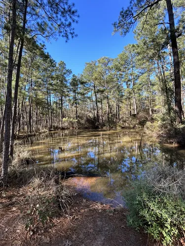 10 Best Forest Trails in Sam Houston National Forest | AllTrails