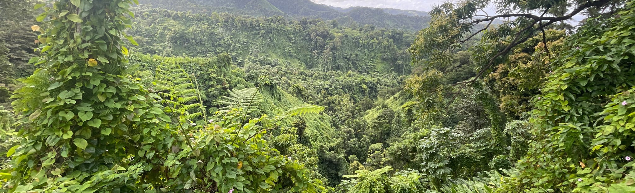 La Soufriere Volcano Hike: 24 Reviews, Map - Saint David, Saint Vincent ...