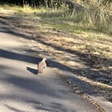 Westerfolds Park Circuit, Victoria, Australia - 393 Reviews, Map ...