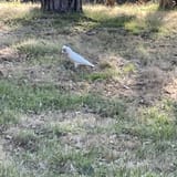 Westerfolds Park Circuit, Victoria, Australia - 373 Reviews, Map ...