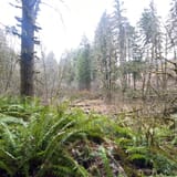 Four County Point Trail, Oregon - 116 Reviews, Map | AllTrails