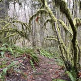 Four County Point Trail, Oregon - 116 Reviews, Map | AllTrails