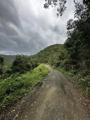 Best 10 Hiking Trails in Maricao State Forest | AllTrails