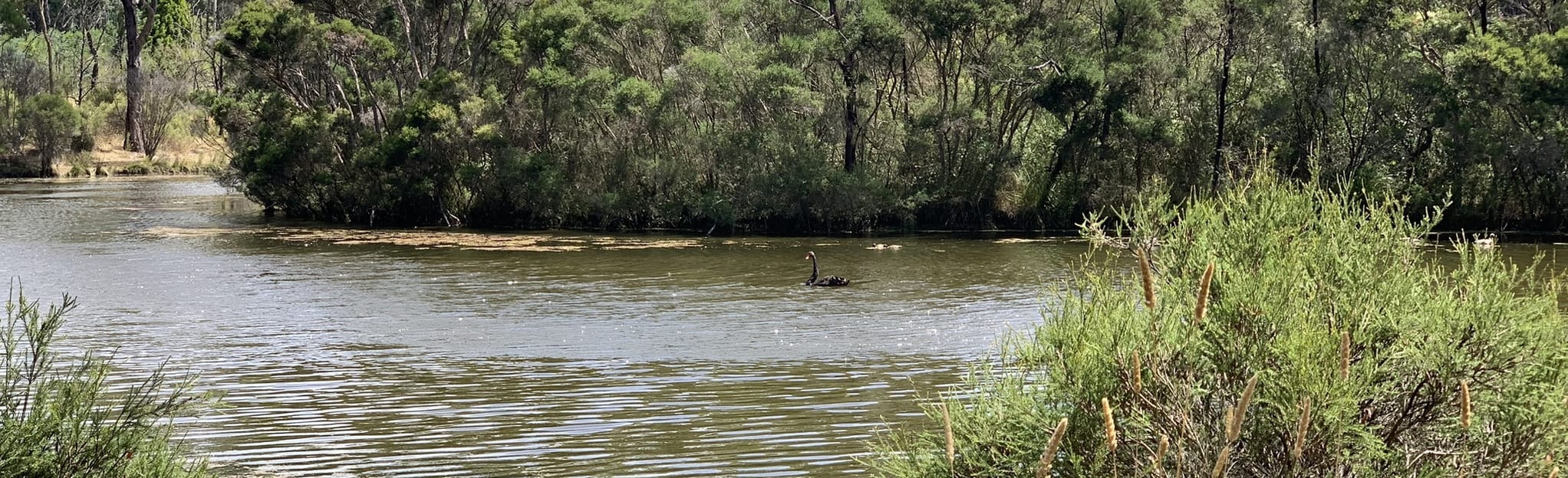 Jells Park Lake Loop, Victoria, Australia - 186 Reviews, Map | AllTrails