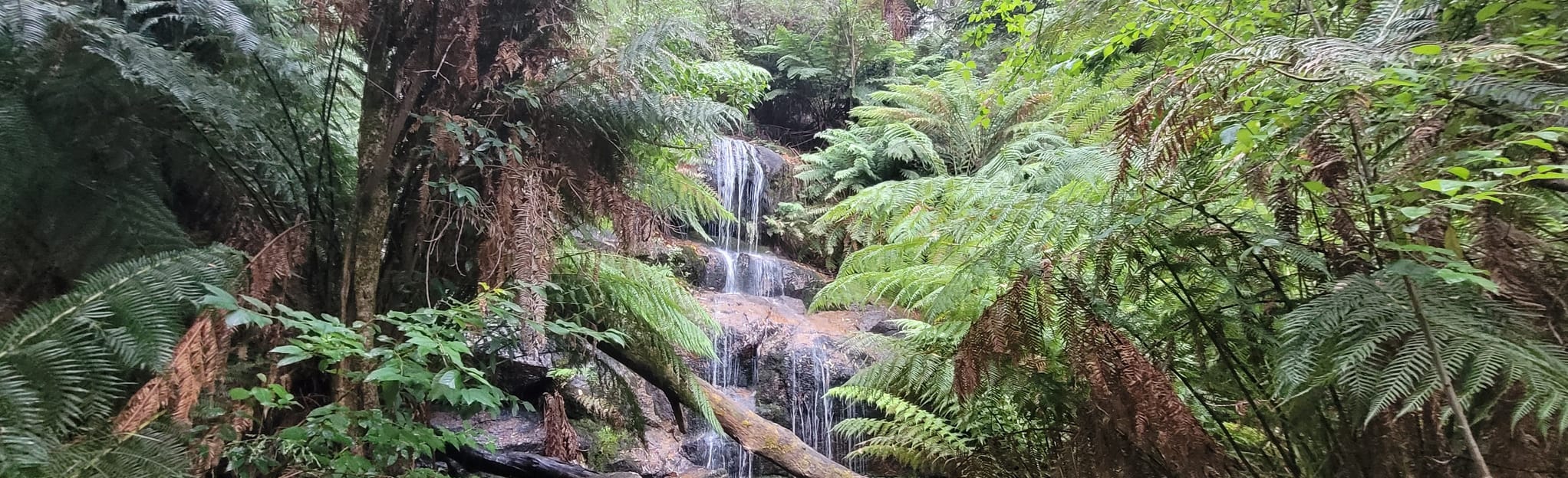 Fern Tree Falls from Middle Creek Campground: 62 fotos - Victoria ...