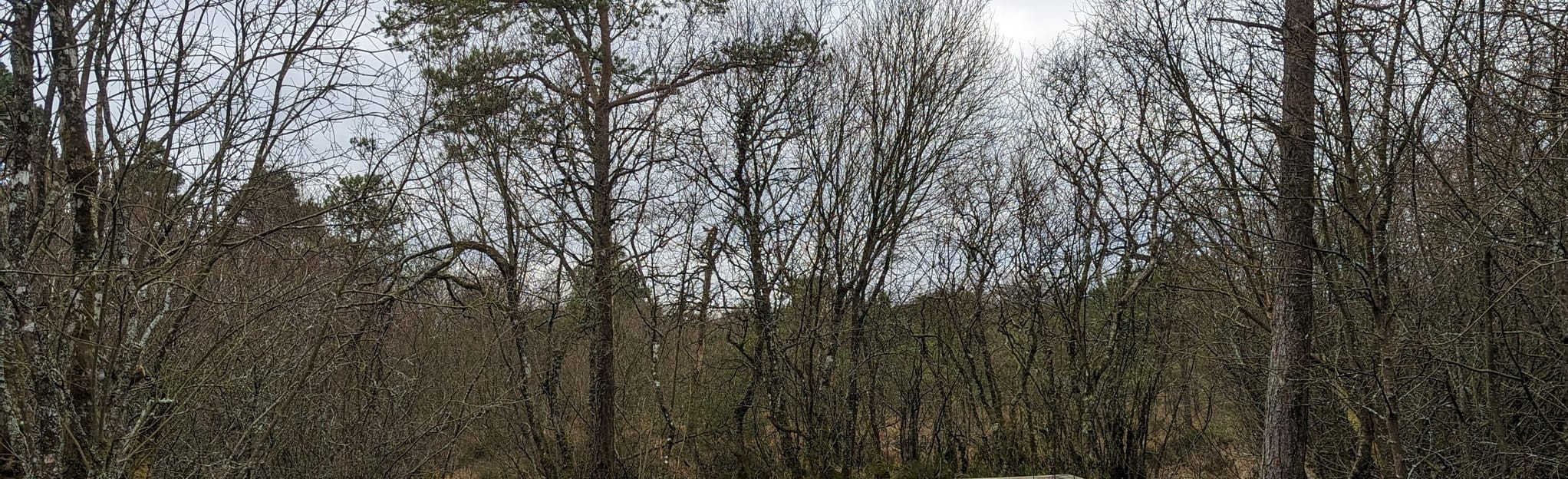 Scragh Bog Nature Reserve, County Westmeath, Ireland - 9 Reviews, Map ...