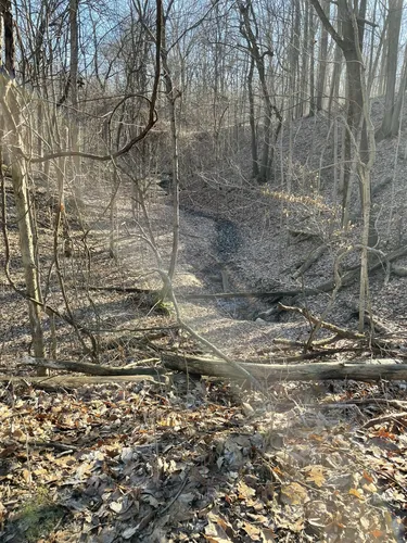 Best Trail Running Trails in Camp Cullom | AllTrails