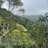 Manoa Cliff Trail, Oahu, Hawaii - 814 Reviews, Map | AllTrails