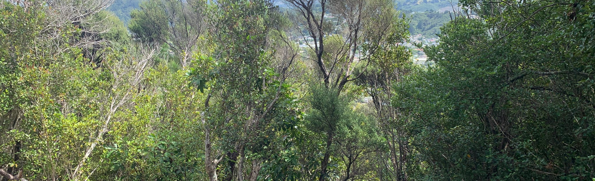 Kingsley Loop Track from Horoeka Reserve, Wellington, New Zealand - 6 ...