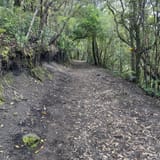 Rangitoto Island Summit Track, Auckland, New Zealand - 255 Reviews, Map ...