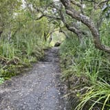 Rangitoto Island Summit Track, Auckland, New Zealand - 255 Reviews, Map ...