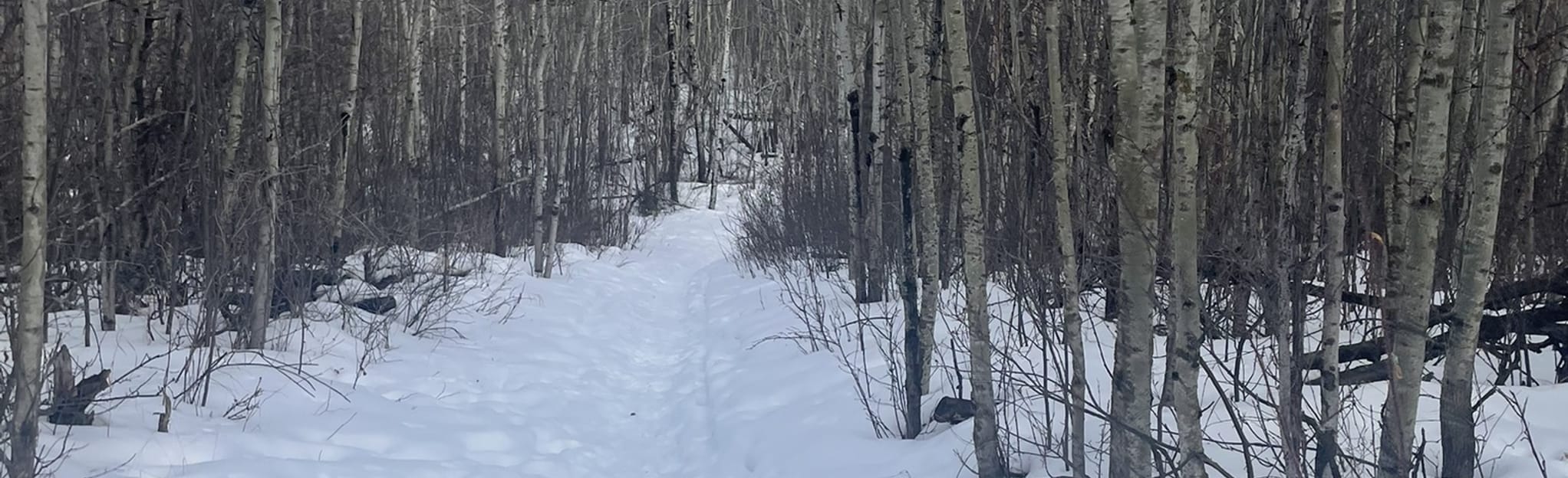 Shirley Lake (Winter Trail), Alberta, Canada - 111 Reviews, Map | AllTrails
