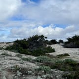 Asilomar State Beach and Coast Trail, California - 795 Reviews, Map ...
