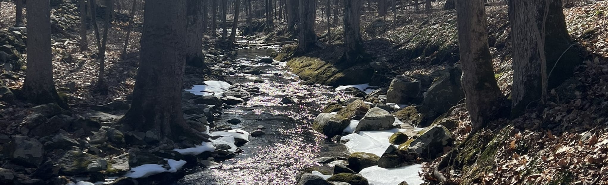 Mallory Preserve White and Yellow Trail Loop: 56 Reviews, Map ...