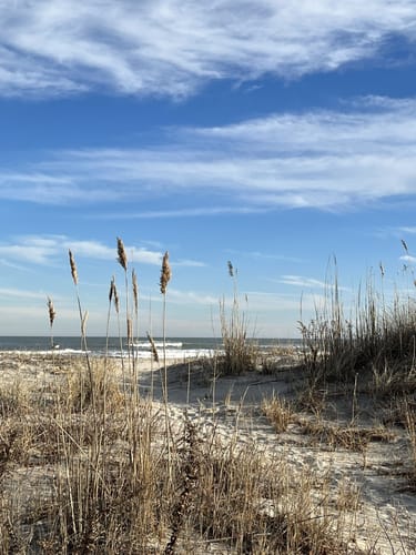 Best Hikes and Trails in Corson's Inlet State Park | AllTrails