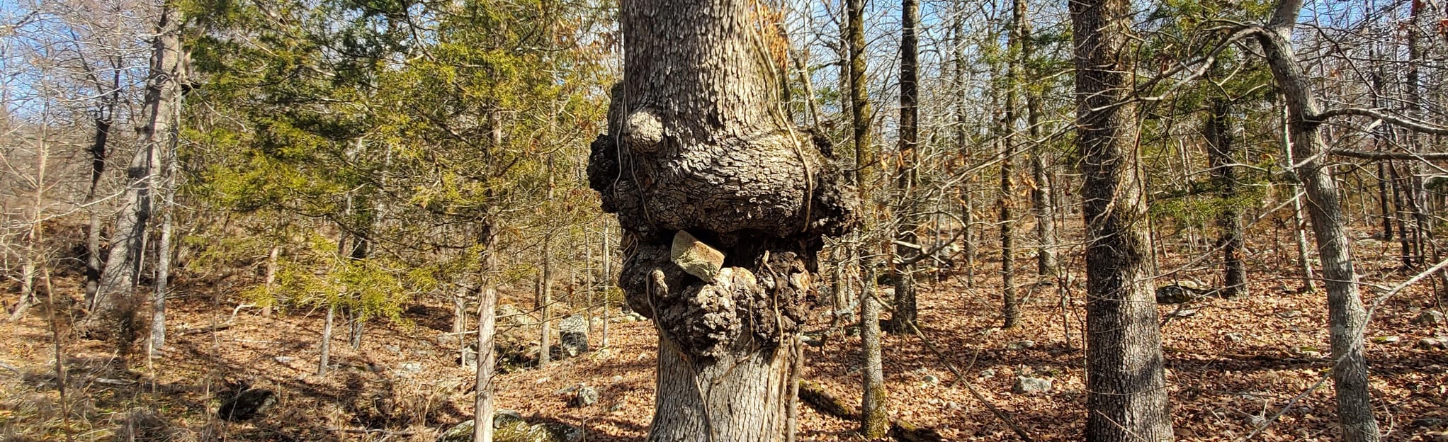 Bell Park Trail, Arkansas - 67 Reviews, Map | AllTrails