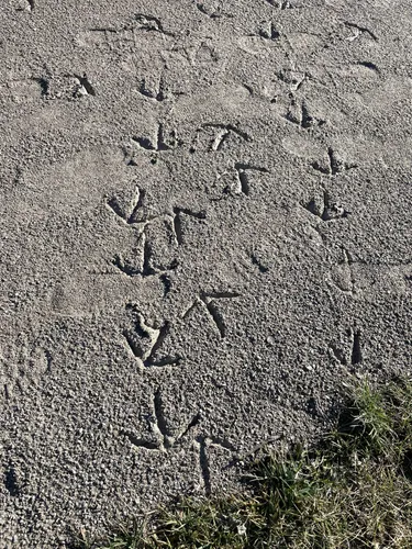 Best Hikes and Trails in Trinkle Marsh Preserve | AllTrails