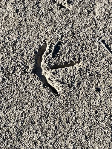 Best Hikes and Trails in Trinkle Marsh Preserve | AllTrails