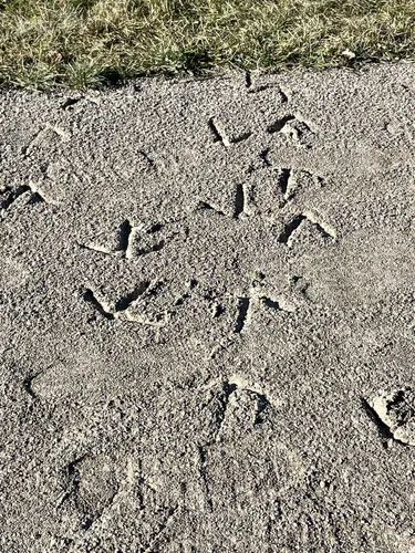 Best Hikes and Trails in Trinkle Marsh Preserve | AllTrails