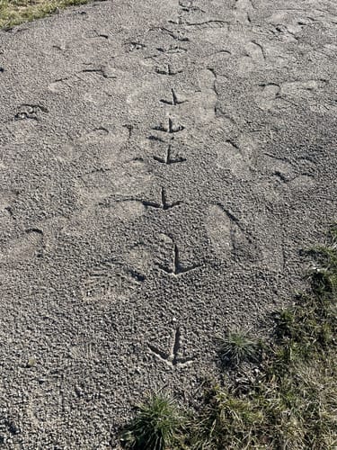 Best Hikes and Trails in Trinkle Marsh Preserve | AllTrails