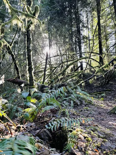 10 Best Forest Trails in Capitol State Forest | AllTrails