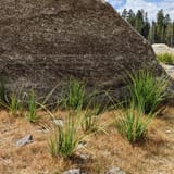 White Wolf to Pate Valley Trail, California - 29 Reviews, Map | AllTrails