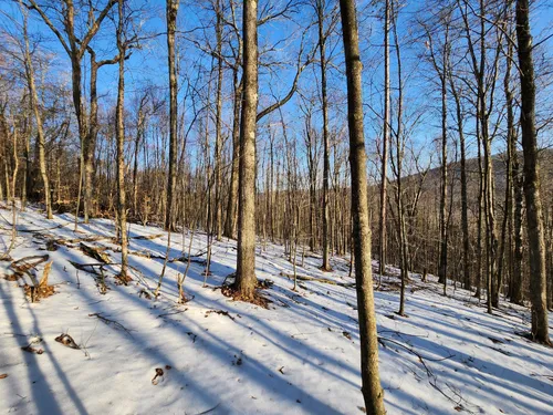 Best Hikes and Trails in Steam Mill State Forest | AllTrails