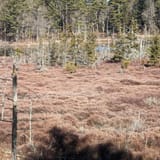 Douglas Forest Wallis Pond Loop Trail, Massachusetts - 883 Reviews, Map ...