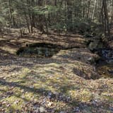 Douglas Forest Wallis Pond Loop Trail, Massachusetts - 883 Reviews, Map ...