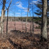 Douglas Forest Wallis Pond Loop Trail, Massachusetts - 883 Reviews, Map ...
