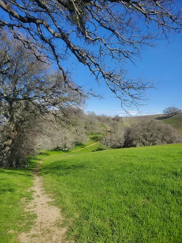Best Wild Flowers Trails in John Muir National Historic Site | AllTrails