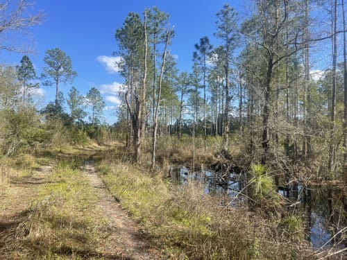 2023 Best trails in Green Swamp Wilderness Preserve | AllTrails