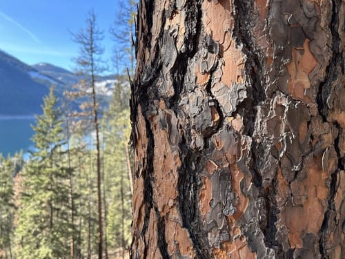 Best Hikes and Trails in Syringa Provincial Park | AllTrails