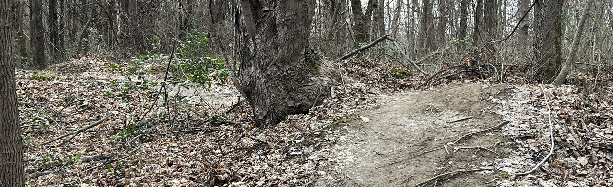 Pine and Holly Loop, Kentucky - 48 Reviews, Map | AllTrails