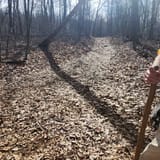 Mathews Arm Overall Run Trail, Virginia - 211 Reviews, Map | AllTrails