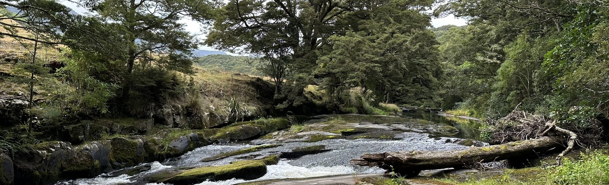 Rocky Knoll - Catlins River Loop: 3 Reviews, Map - Otago, New Zealand ...