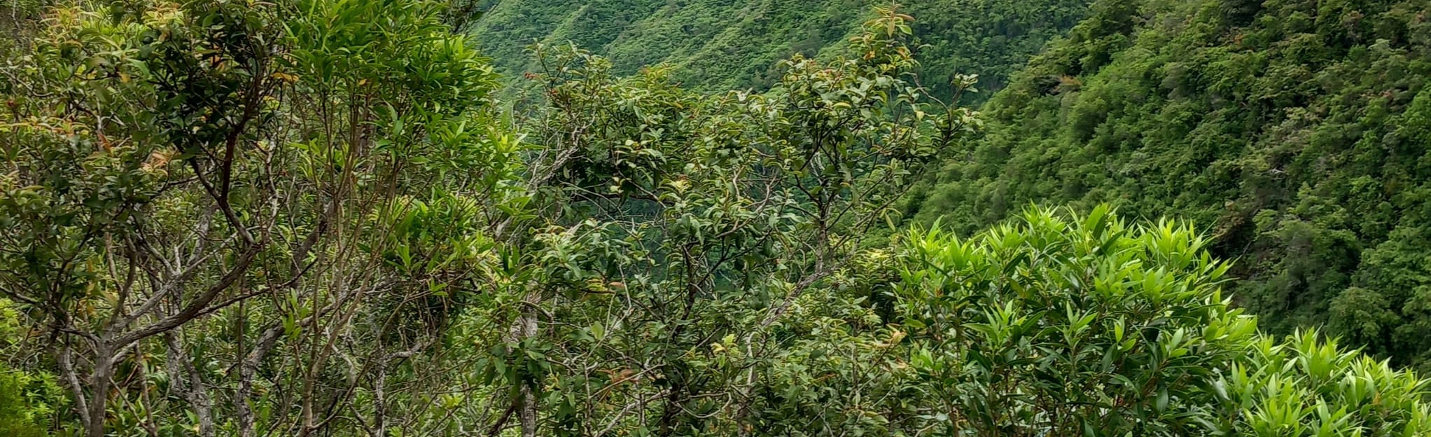 Le Brûlé via le Sentier Mercure: 27 fotos - Réunion | AllTrails